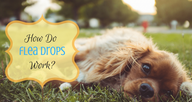 What are the Best Flea Drops for Small Dogs (2023)
