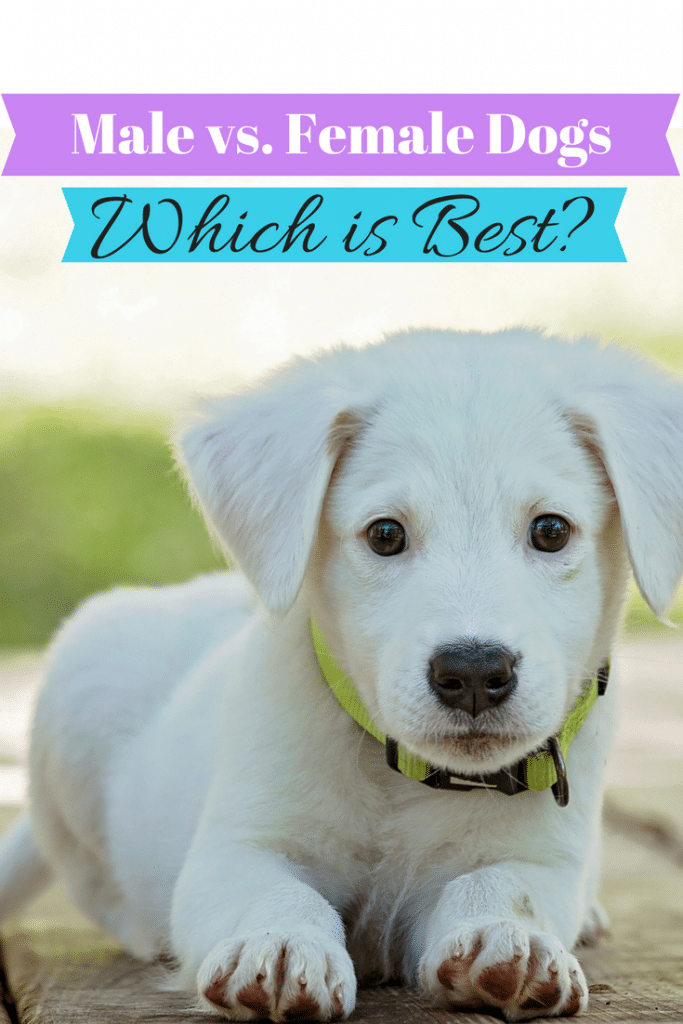 Male vs Female Dogs - Pros & Cons You Need to Know